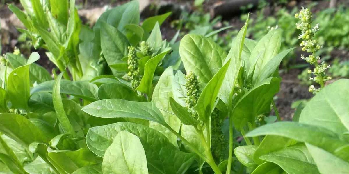 L'épinard : le semer, le cultiver et le récolter au potager