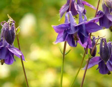 Ancolies, Aquilegia : semis, plantation et entretien