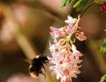 Ribes alpinum - Groseillier des Alpes à fruits rouge vif comestibles