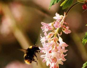 Ribes alpinum - Groseillier des Alpes à fruits rouge vif comestibles