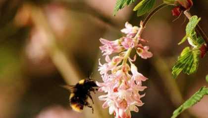 Groseiller à fleurs, ribes sanguineum : planter, tailler, entretenir ...