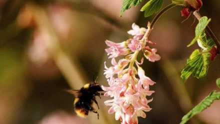 Ribes alpinum - Groseillier des Alpes à fruits rouge vif comestibles