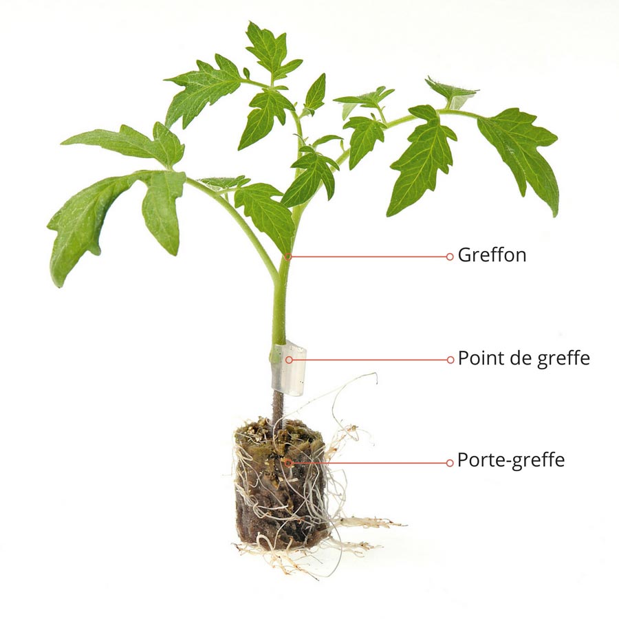 Plants de légumes greffés : quels avantages au potager