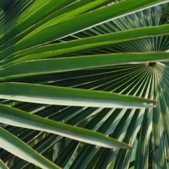 Les palmiers : semis, plantation et entretien - Nos conseils