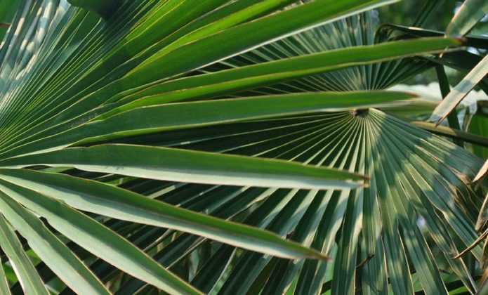 Palmier resistant au froid : 7 espèces rustiques à planter partout en ...