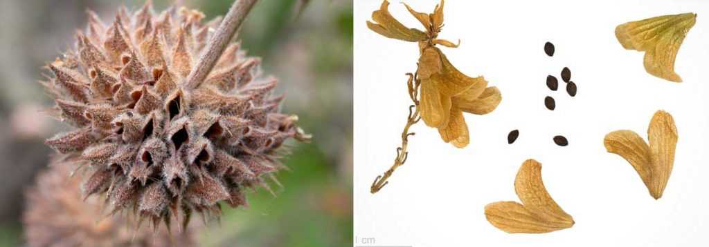 Sauges, Salvia : planter, cultiver et entretenir