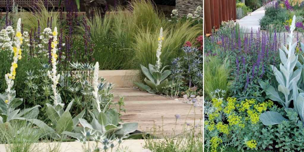 Sauges, Salvia : planter, cultiver et entretenir