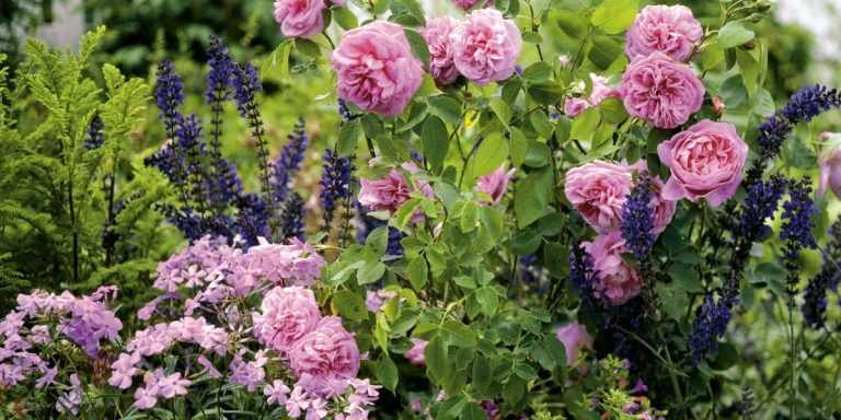 Sauges, Salvia : planter, cultiver et entretenir