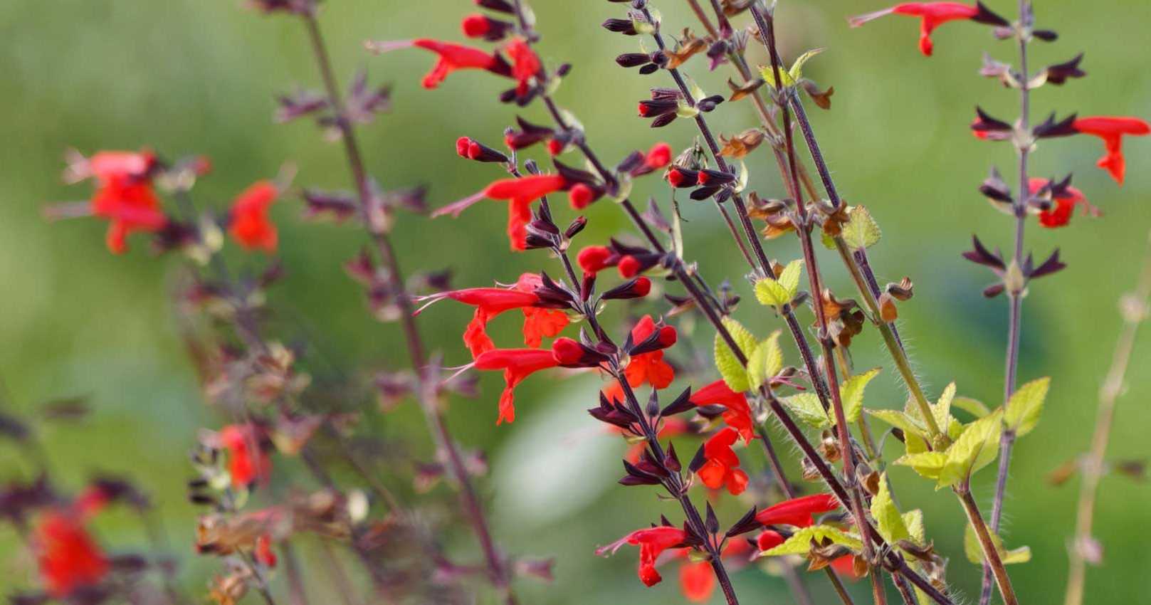 Sauges, Salvia : planter, cultiver et entretenir