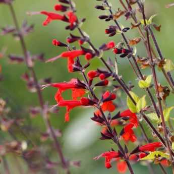 Sauges, Salvia : planter, cultiver et entretenir