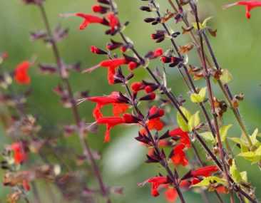 Salvia jamensis Melen - Sauge arbustive jaune clair