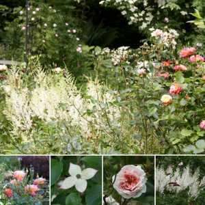 Astilbe : plantation, culture et entretien - Nos conseils