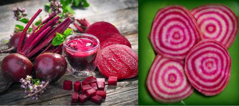 Betterave : semis, plantation, culture et récolte au potager