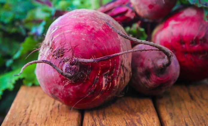 Betterave : semis, plantation, culture et récolte au potager