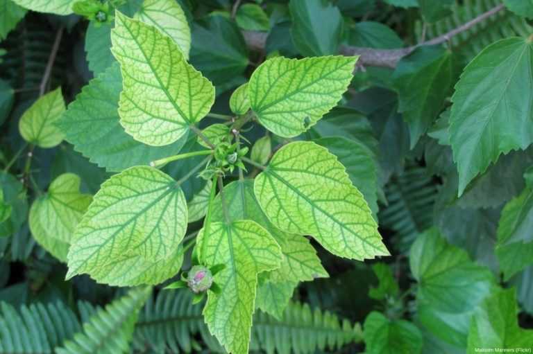 Chlorose ferrique : comment la traiter et la prévenir au jardin