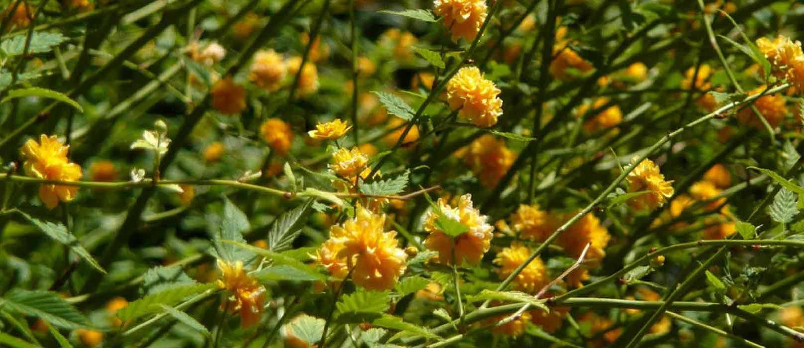 Corete du Japon - Kerria japonica : planter, tailler, entretenir