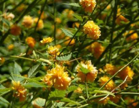 Corete du Japon - Kerria japonica : planter, tailler, entretenir