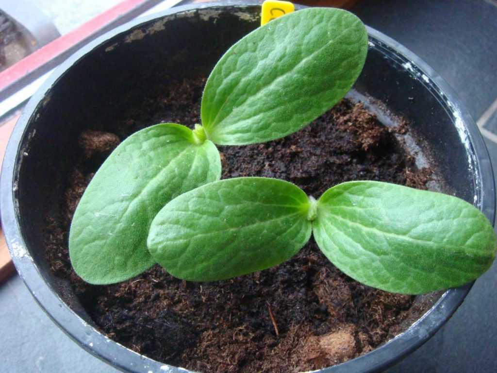La courgette : semis, plantation, culture - Conseils potager