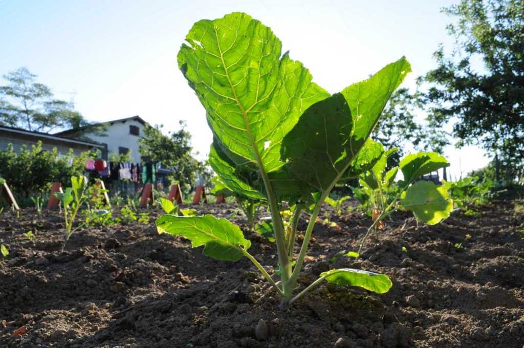 Betterave : semis, plantation, culture et récolte au potager