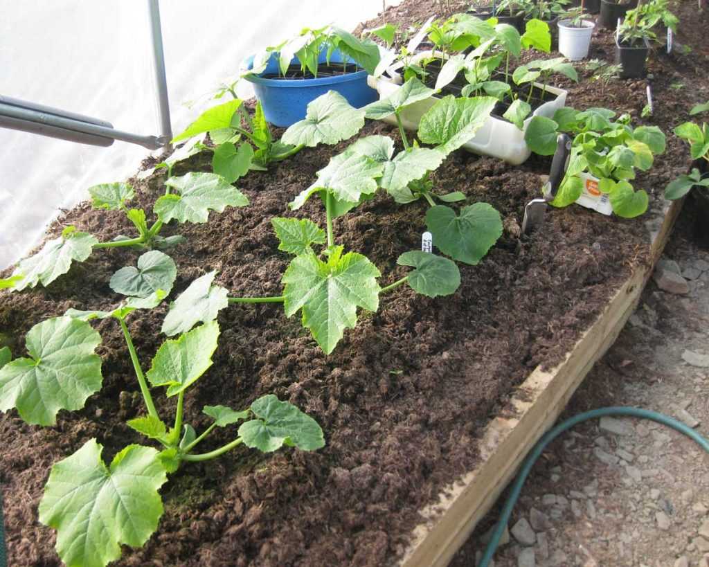 La courgette : semis, plantation, culture - Conseils potager