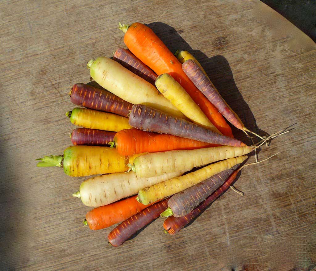 La carotte : la semer, la cultiver, la récolter au potager