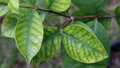 Chlorose ferrique : comment la traiter et la prévenir au jardin