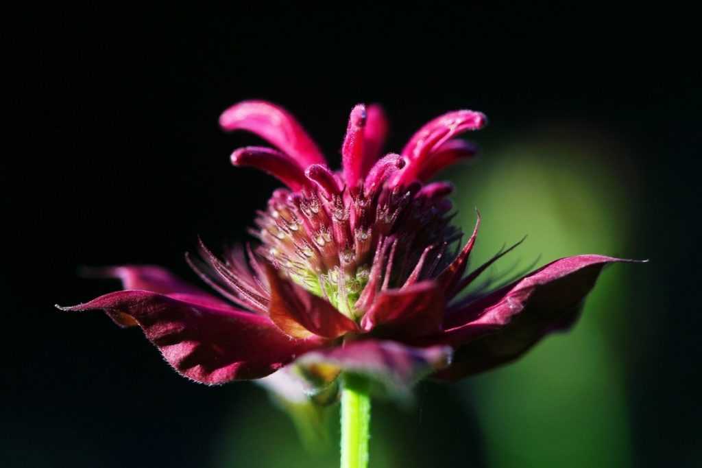 Monarde : planter, cultiver et entretenir