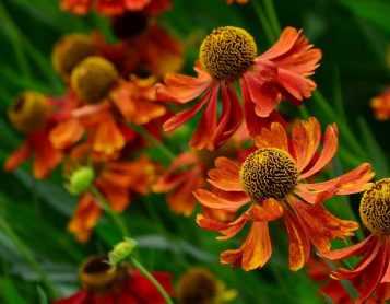 Helenium Short'n Sassy - Une Hélénie compacte, aux fleurs orange vif et ...