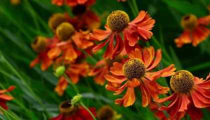 Hélénium Rauchtopas - Une grande Hélénie jaune abricot et brique