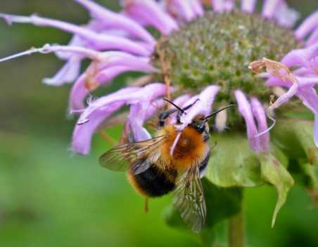 Monarde : planter, cultiver et entretenir