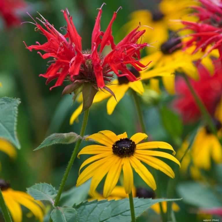 Monarde : planter, cultiver et entretenir