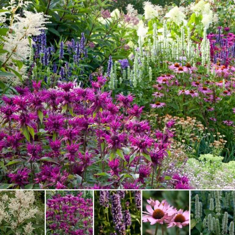 Monarde : planter, cultiver et entretenir