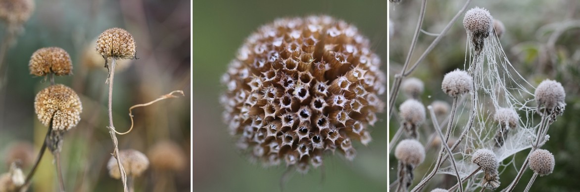 Monarde : planter, cultiver et entretenir