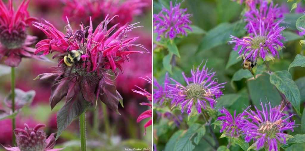 Monarde : planter, cultiver et entretenir
