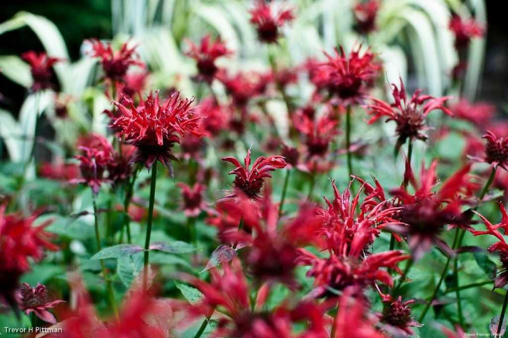 Monarde : planter, cultiver et entretenir