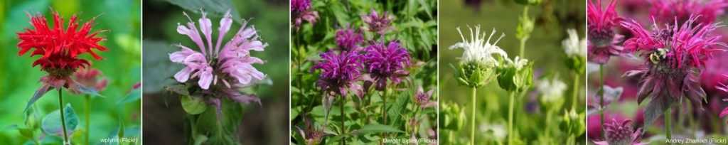 Monarde : planter, cultiver et entretenir