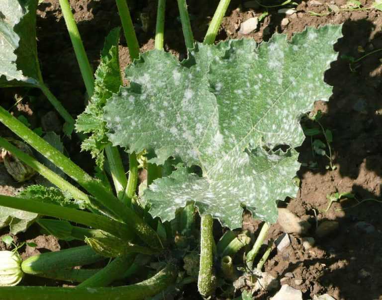 La courgette : semis, plantation, culture - Conseils potager