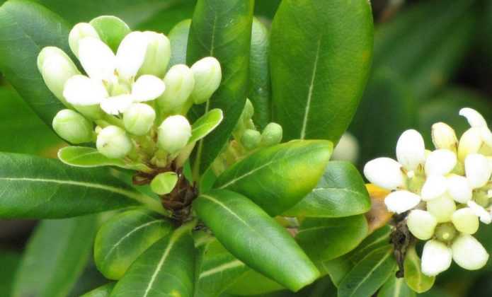 Myrte, Myrtus : planter, tailler et entretenir - Promesse de Fleurs