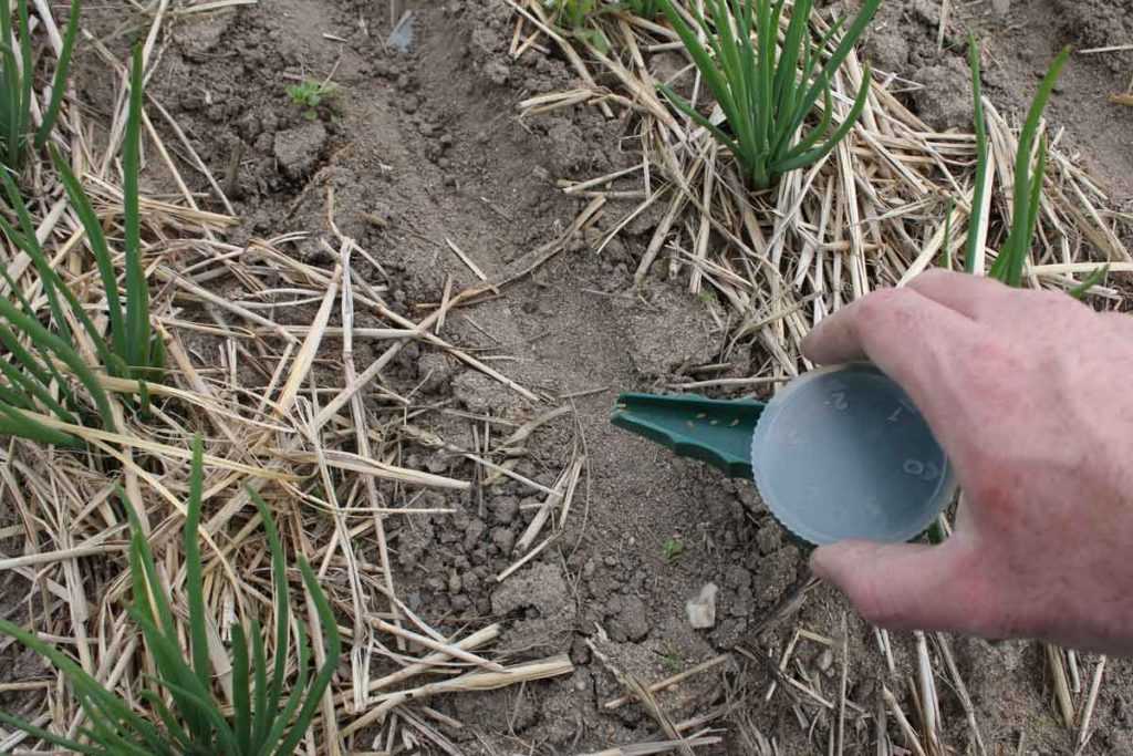 La carotte : la semer, la cultiver, la récolter au potager
