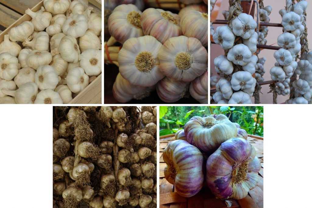 L'ail : le planter, le cultiver, le récolter au potager - Nos conseils