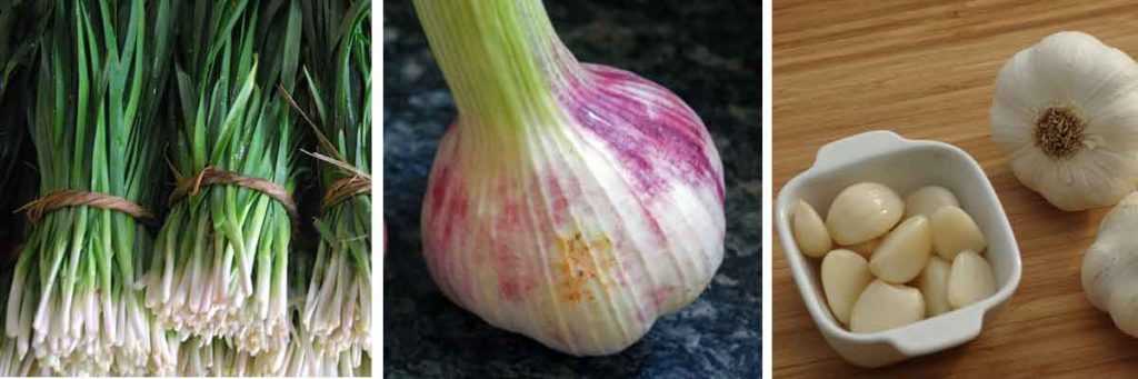 L'ail : le planter, le cultiver, le récolter au potager - Nos conseils