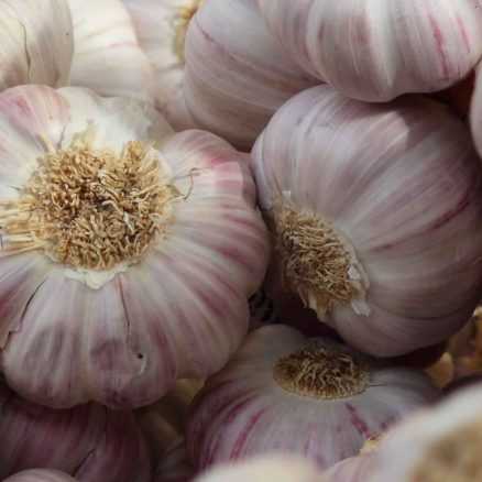 L'ail : le planter, le cultiver, le récolter au potager - Nos conseils