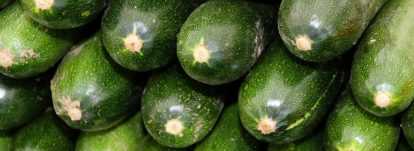 Courge Massue Longue ou courgette grimpante - Graines Bio - Ferme de ...