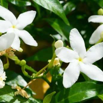 Jasmin d'hiver - Jasminum nudiflorum, grimpante à fleurs jaune beurre