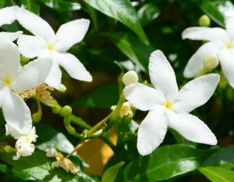 Jasminum officinale - Jasmin blanc, officinal – Caduque à fleurs blanches