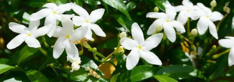 Jasminum officinale - Jasmin blanc, officinal – Caduque à fleurs blanches
