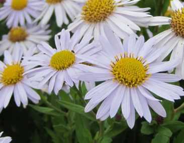 Kalimeris mongolica Antonia - Grande vivace d'été à fleurs d'Aster ...