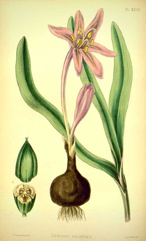 Colchique : conseils de plantation, culture et entretien