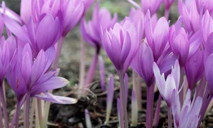 Colchicum cilicicum - un colchique à grandes fleurs roses