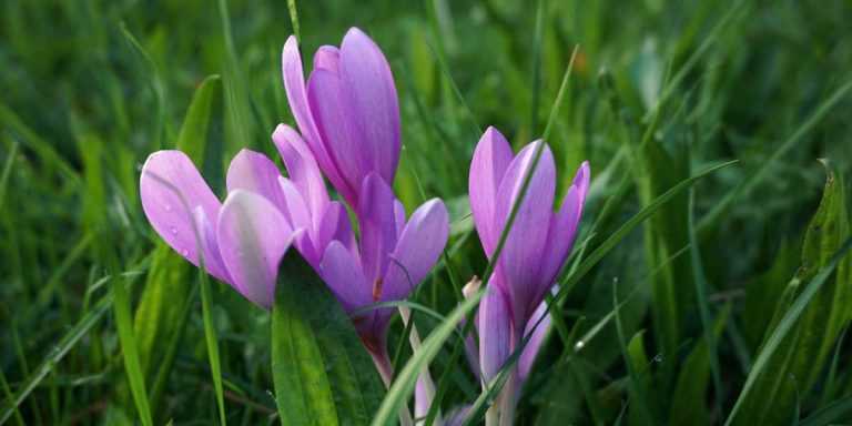 Colchique : conseils de plantation, culture et entretien